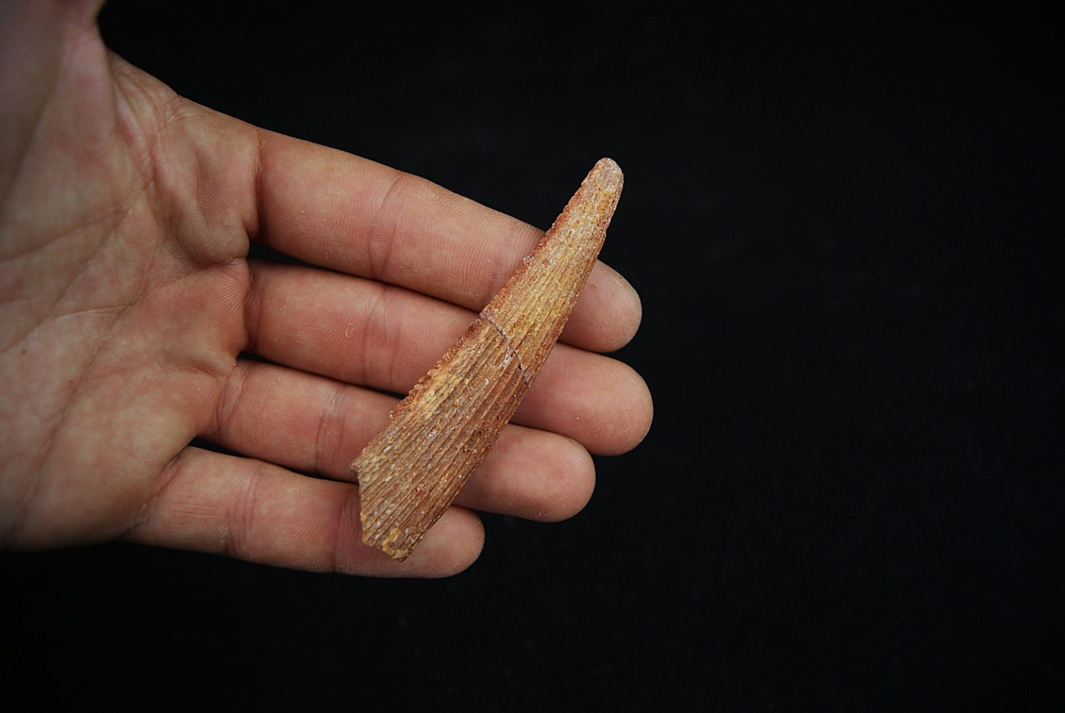 Aleta dorsal fósil de Hybodus - Paleosaurio Fossil