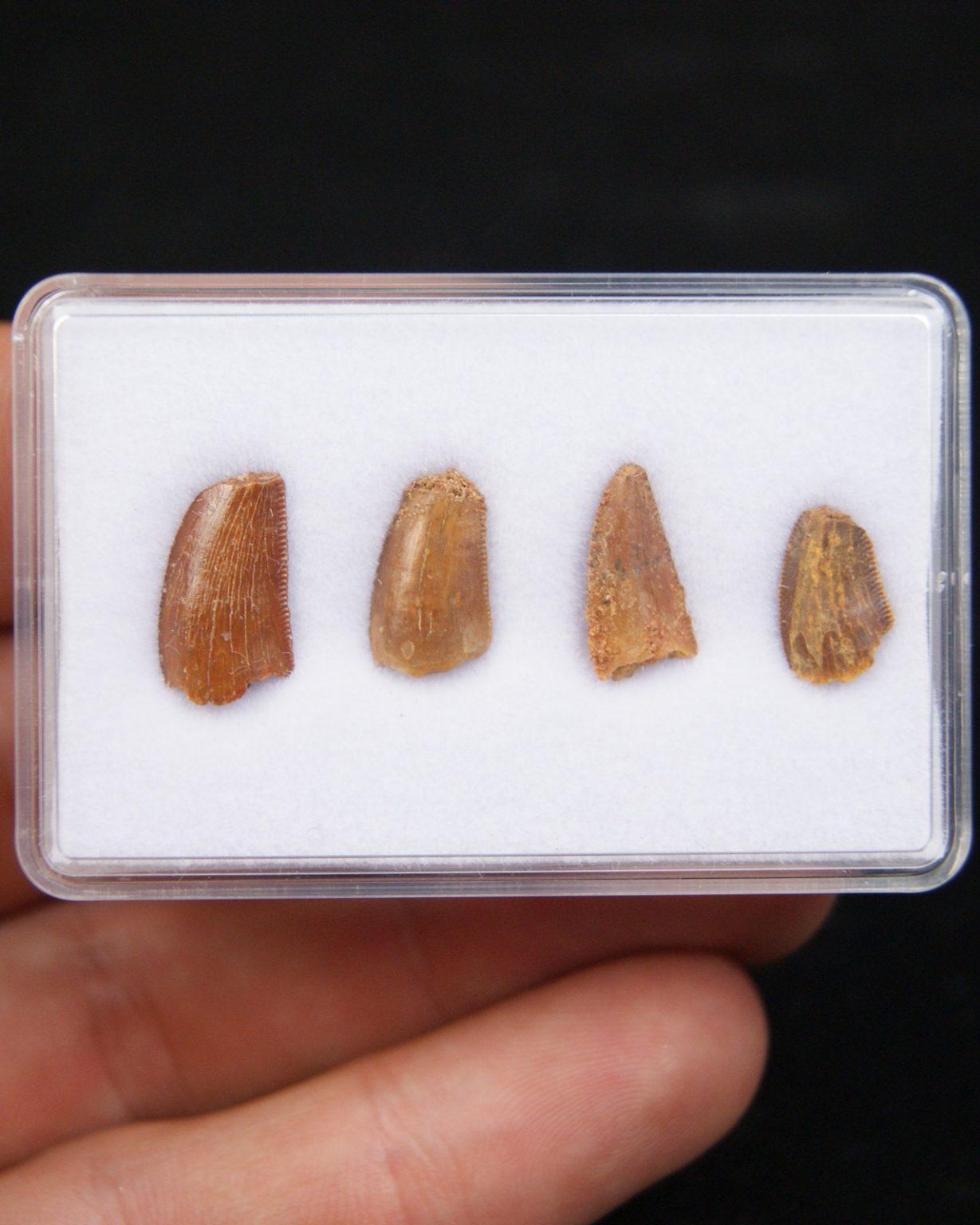 Dientes de raptor - Paleosaurio Fossil