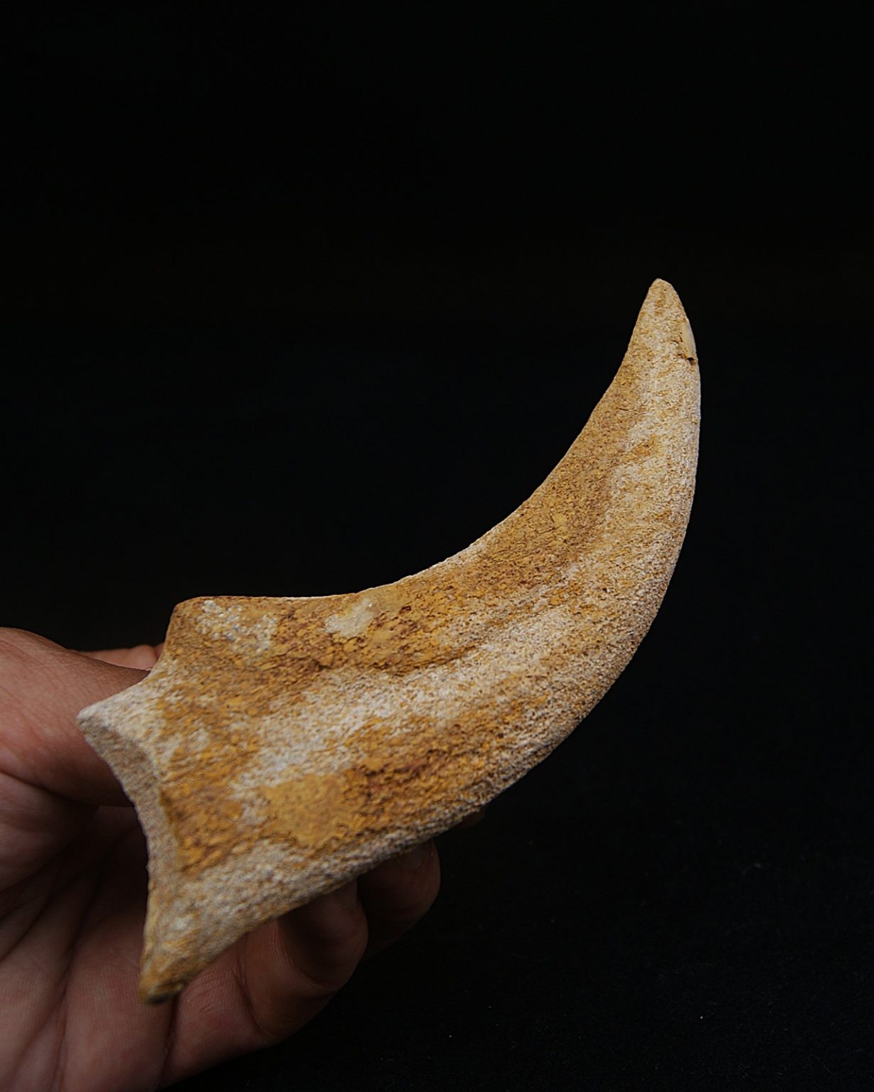Garra de terópodo indeterminado - Paleosaurio Fossil