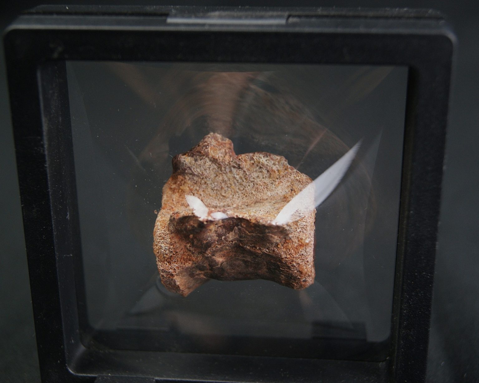 Vértebra de raptor Theropoda indet. - Paleosaurio Fossil