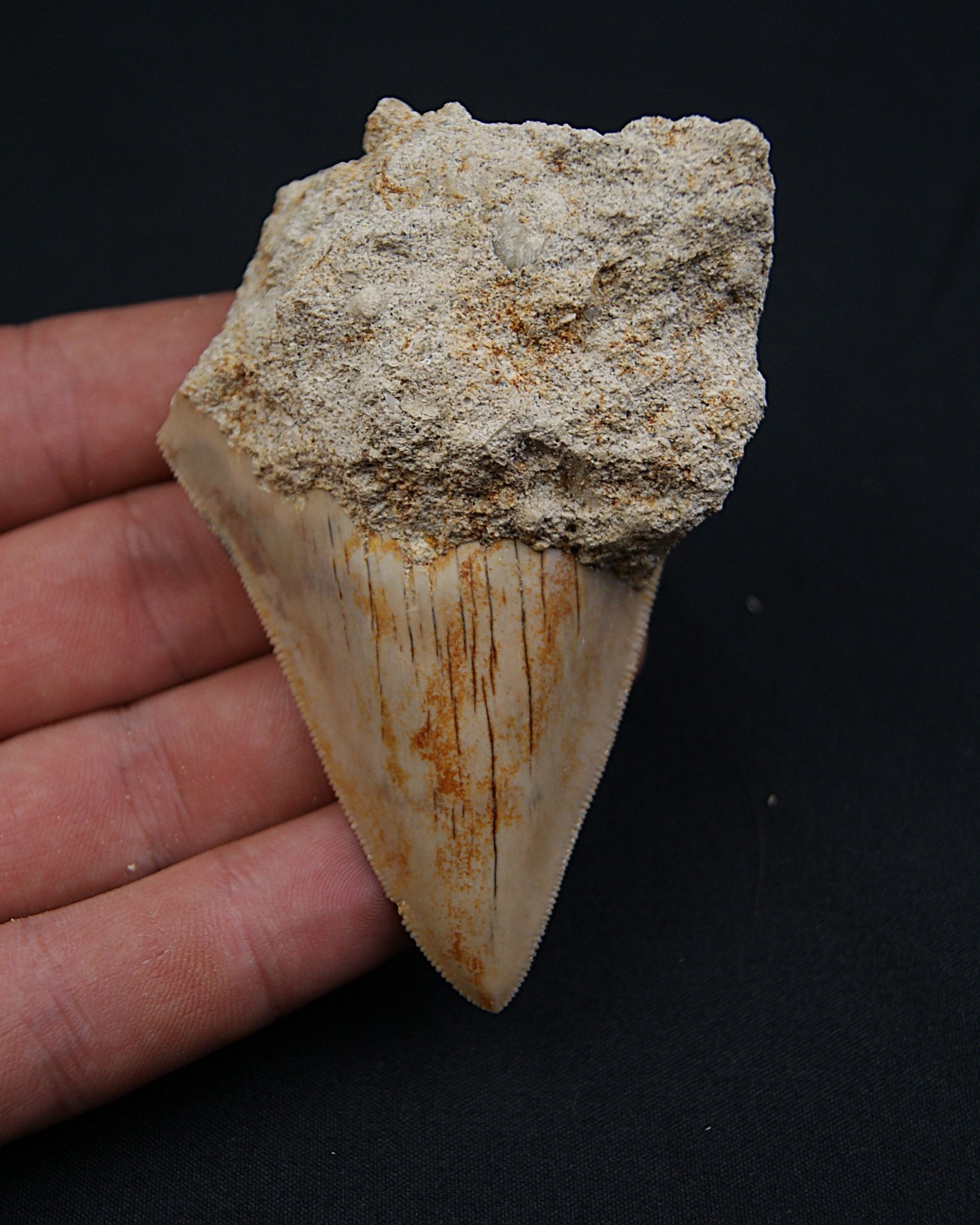 Otodus Megalodon de Java - Paleosaurio Fossil
