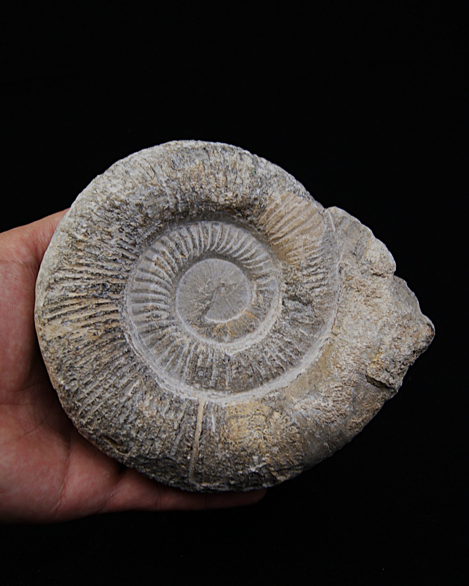 Amonite fósil completo - Paleosaurio Fossil