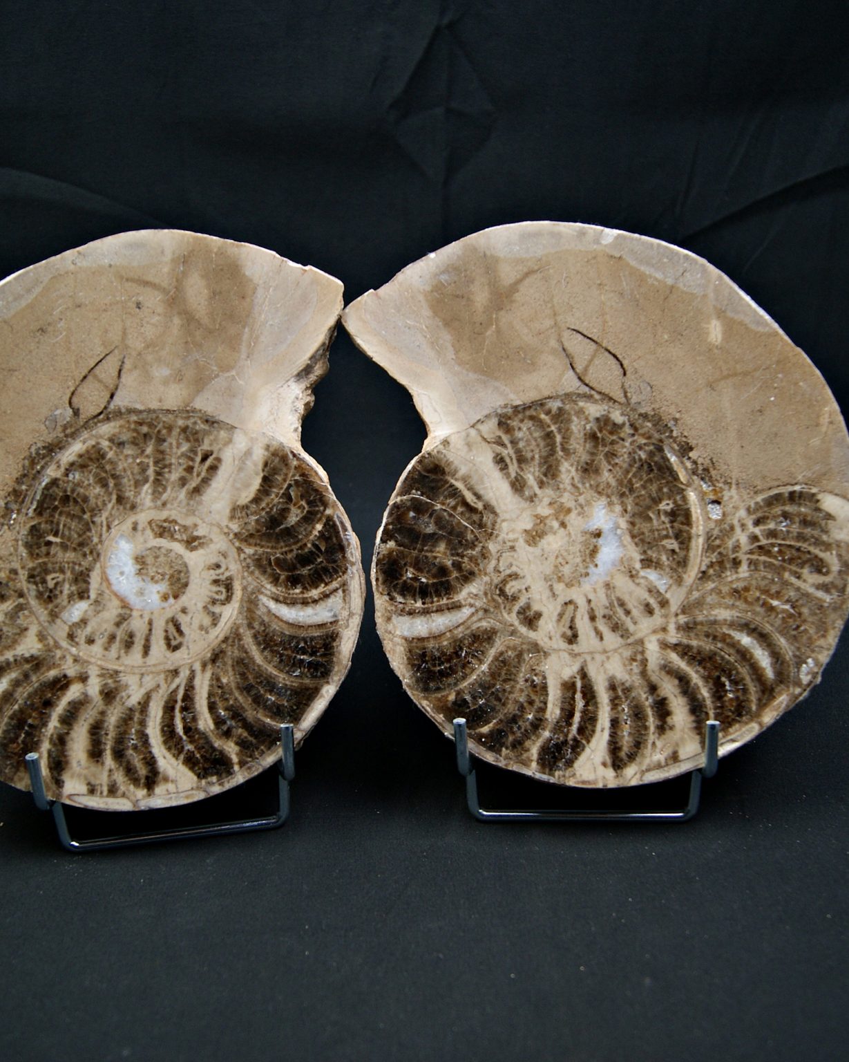 Amonite pulido de gran tamaño - Paleosaurio Fossil