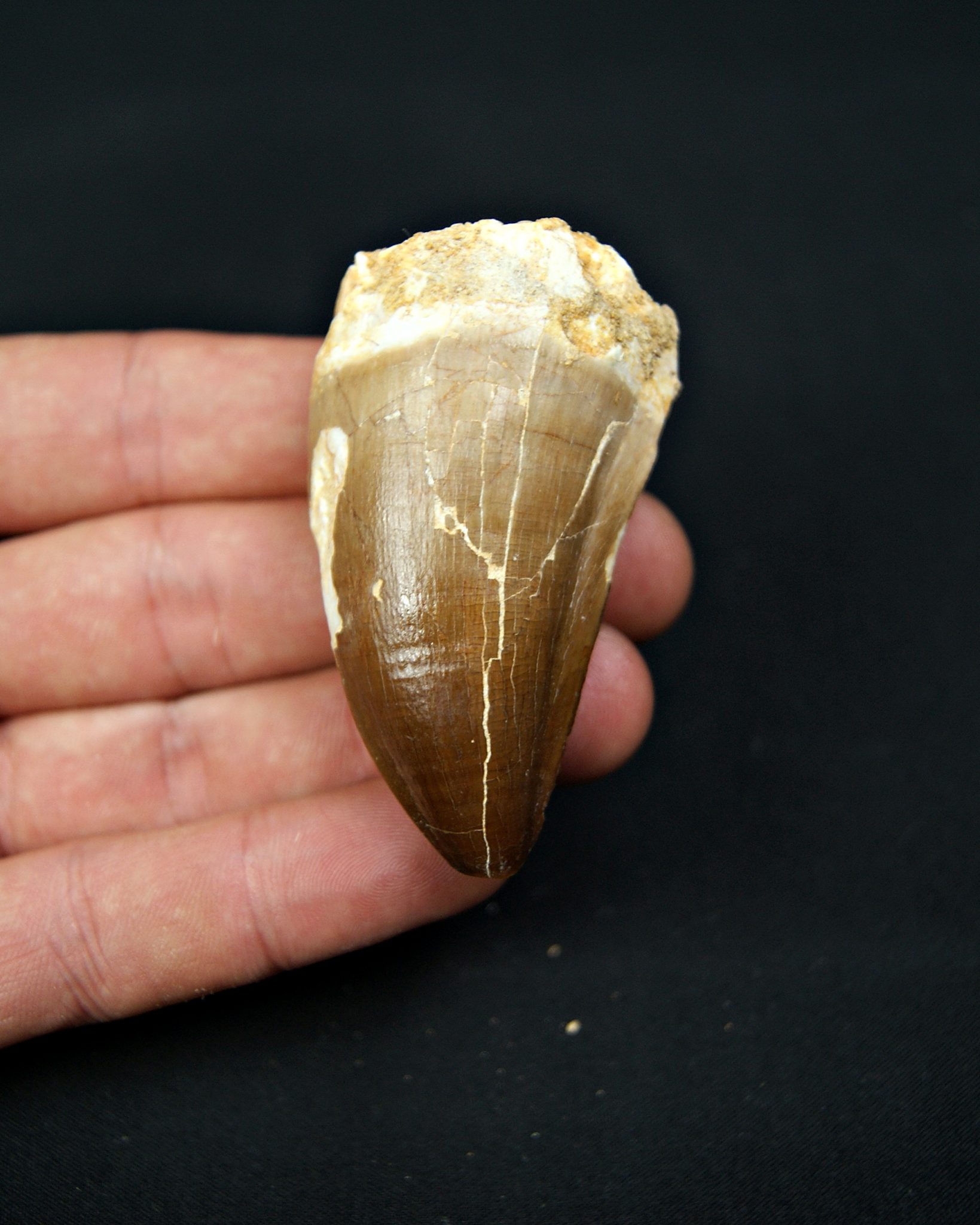 Thalassotitan Atrox - Paleosaurio Fossil