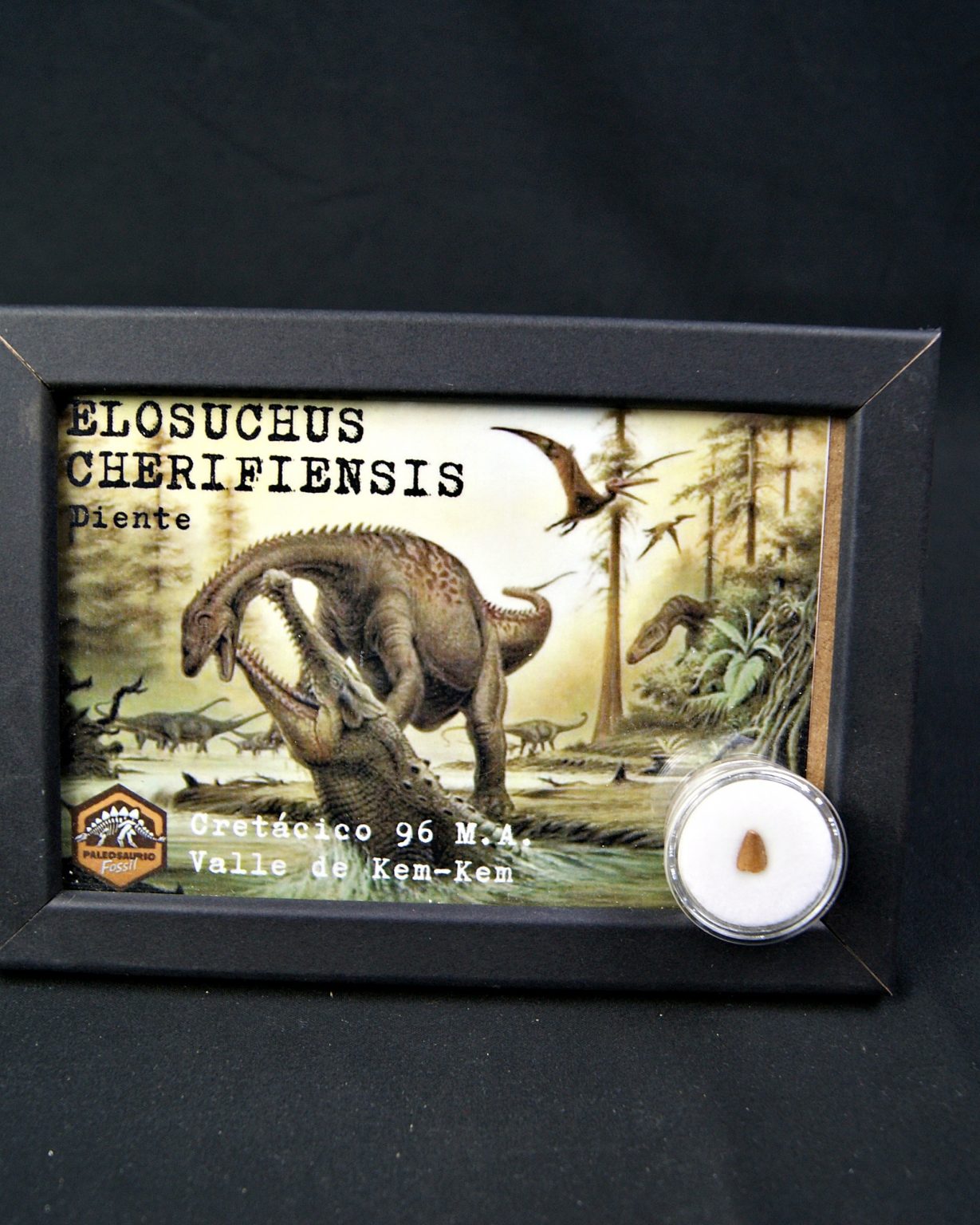 Diente de Elosuchus cherifensis - Paleosaurio Fossil