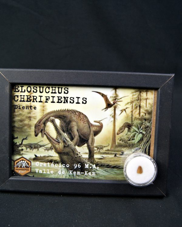 Diente de Elosuchus cherifensis - Paleosaurio Fossil