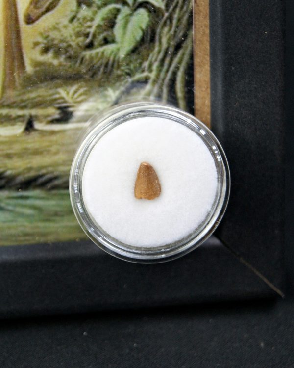 Diente de Elosuchus cherifensis - Paleosaurio Fossil