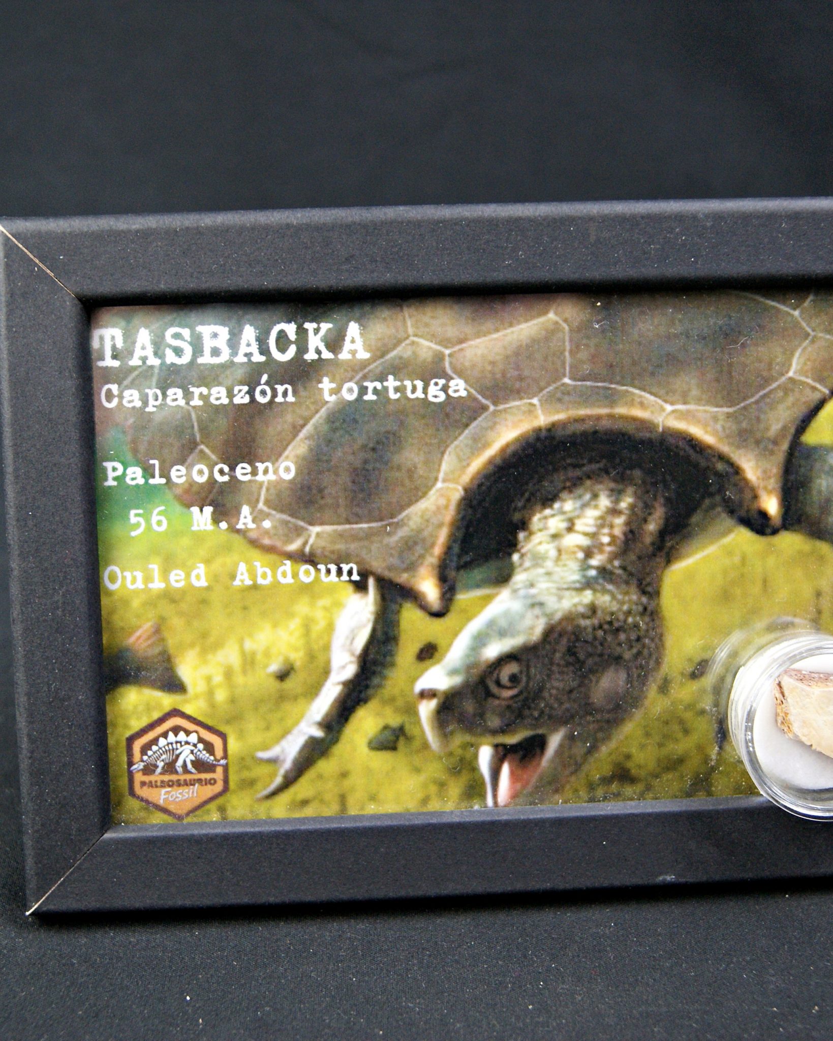 Caparazón de tortuga (Tasbacka sp.) - Paleosaurio Fossil