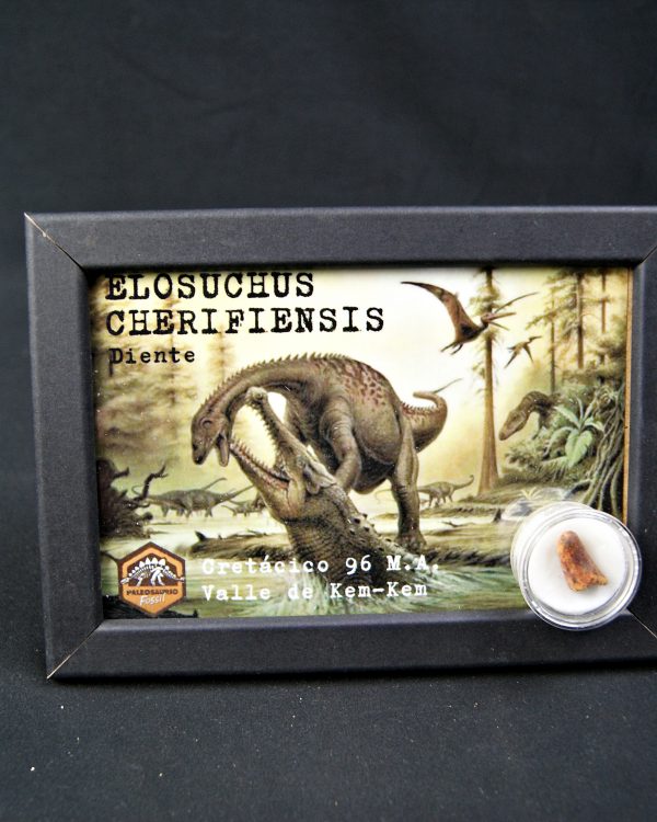 Diente de Elosuchus cherifensis - Paleosaurio Fossil