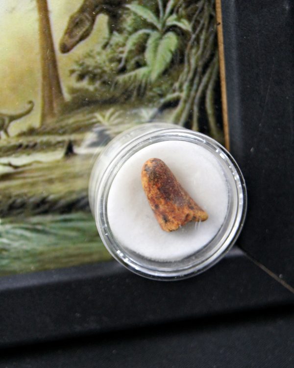 Diente de Elosuchus cherifensis - Paleosaurio Fossil