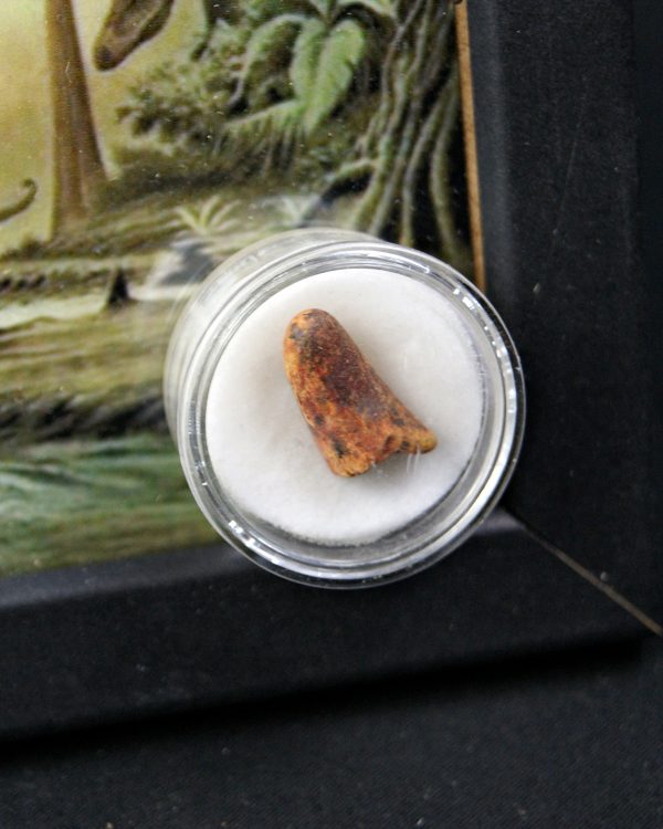 Diente de Elosuchus cherifensis - Paleosaurio Fossil