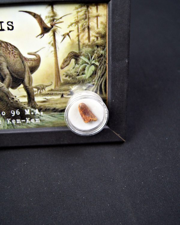 Diente de Elosuchus cherifensis - Paleosaurio Fossil