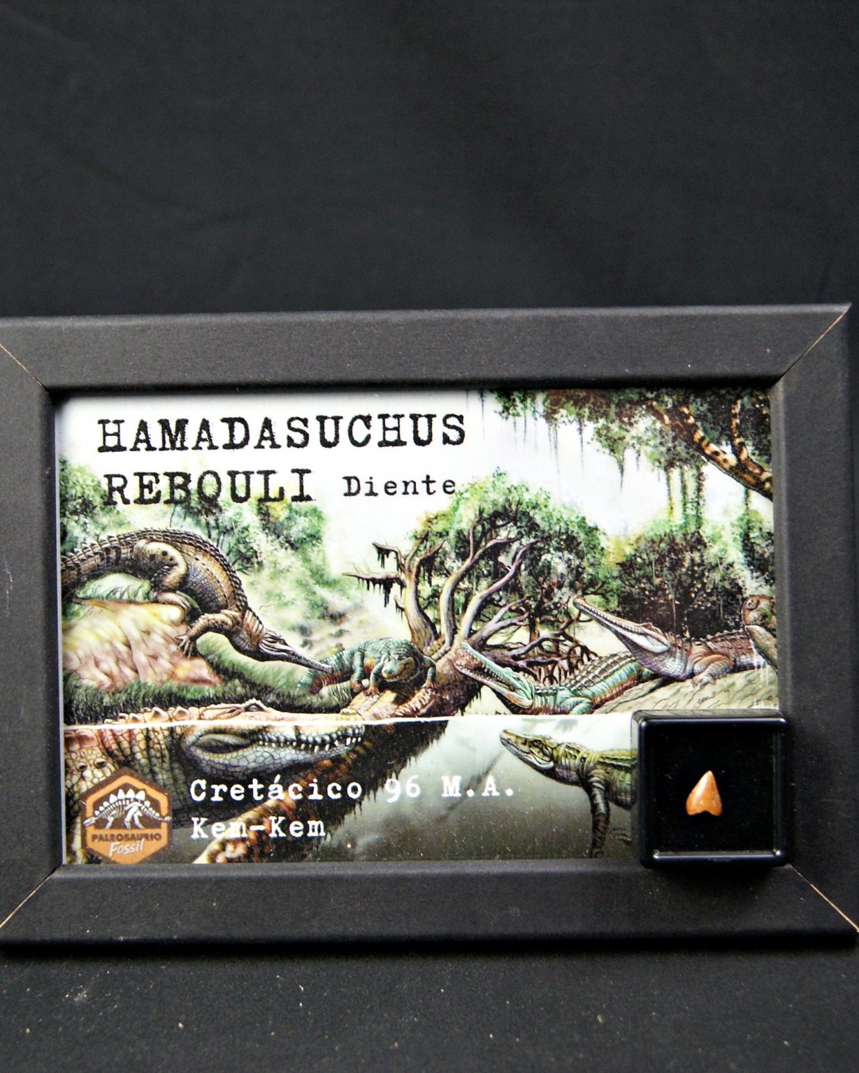 Diente de Hamadasuchus rebouli - Paleosaurio Fossil