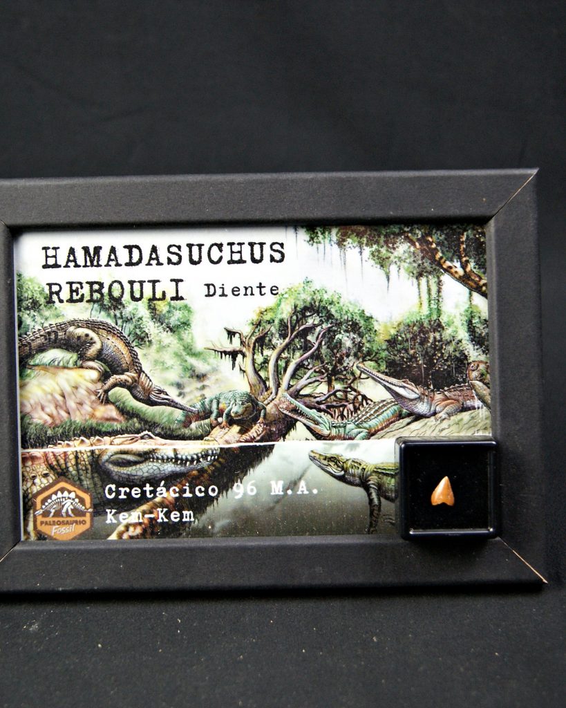 Diente de Hamadasuchus rebouli - Paleosaurio Fossil