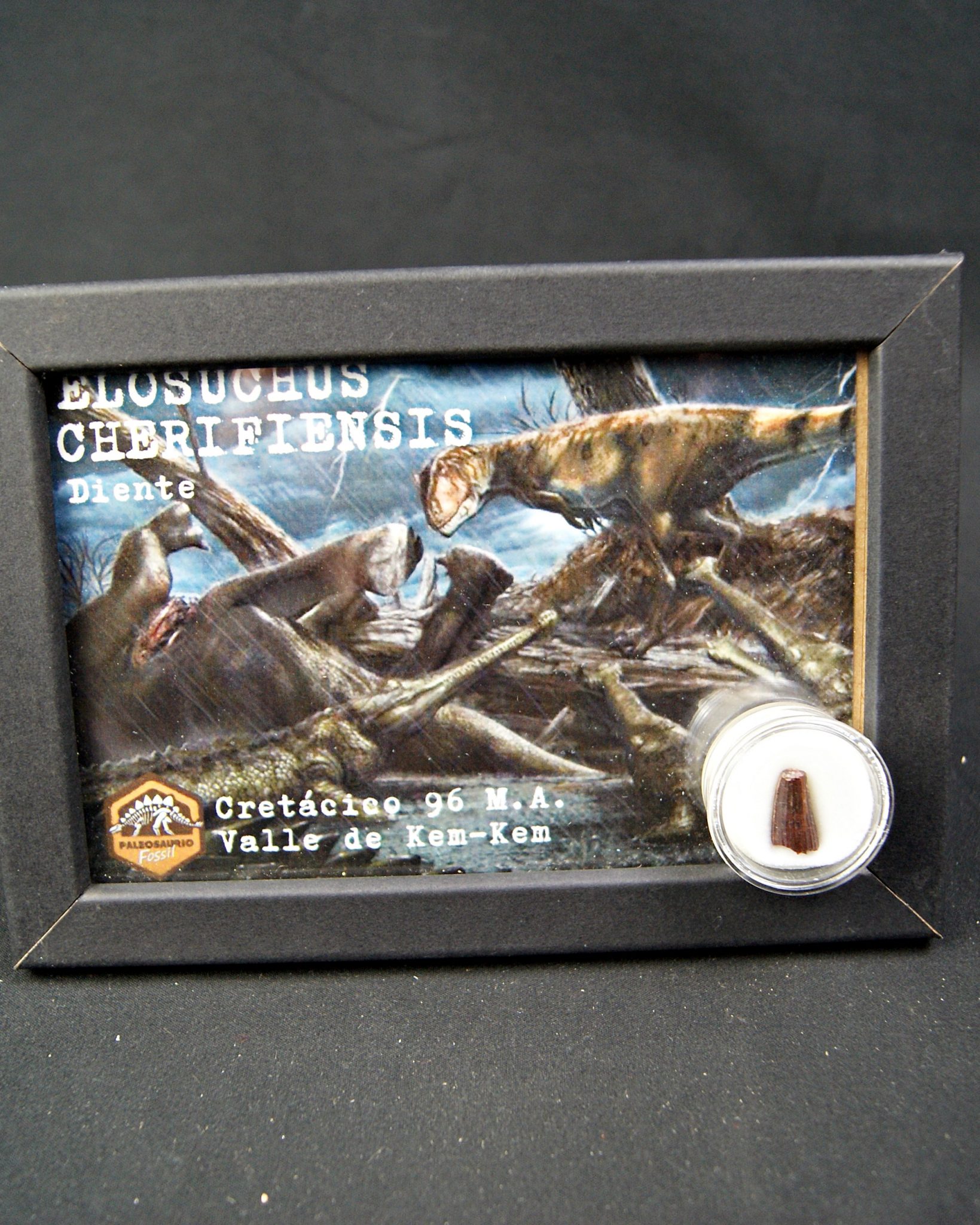 Diente de Elosuchus cherifensis - Paleosaurio Fossil