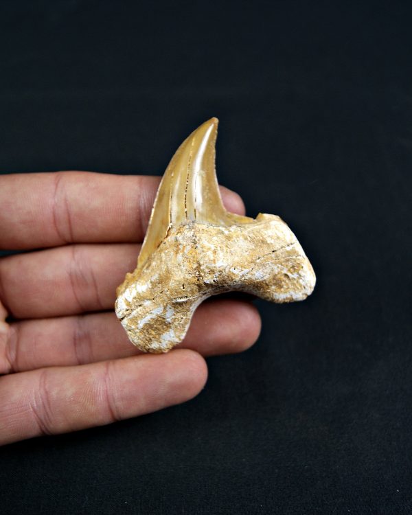 Diente de Otodus obliquus - Paleosaurio Fossil