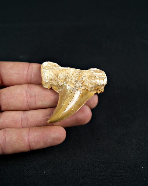 Diente de Otodus obliquus - Paleosaurio Fossil