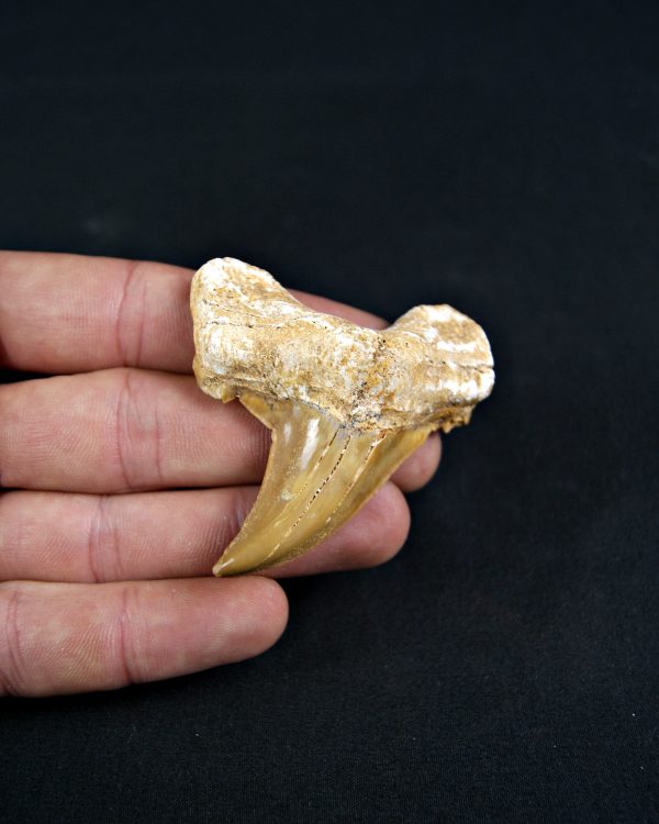 Diente de Otodus obliquus - Paleosaurio Fossil