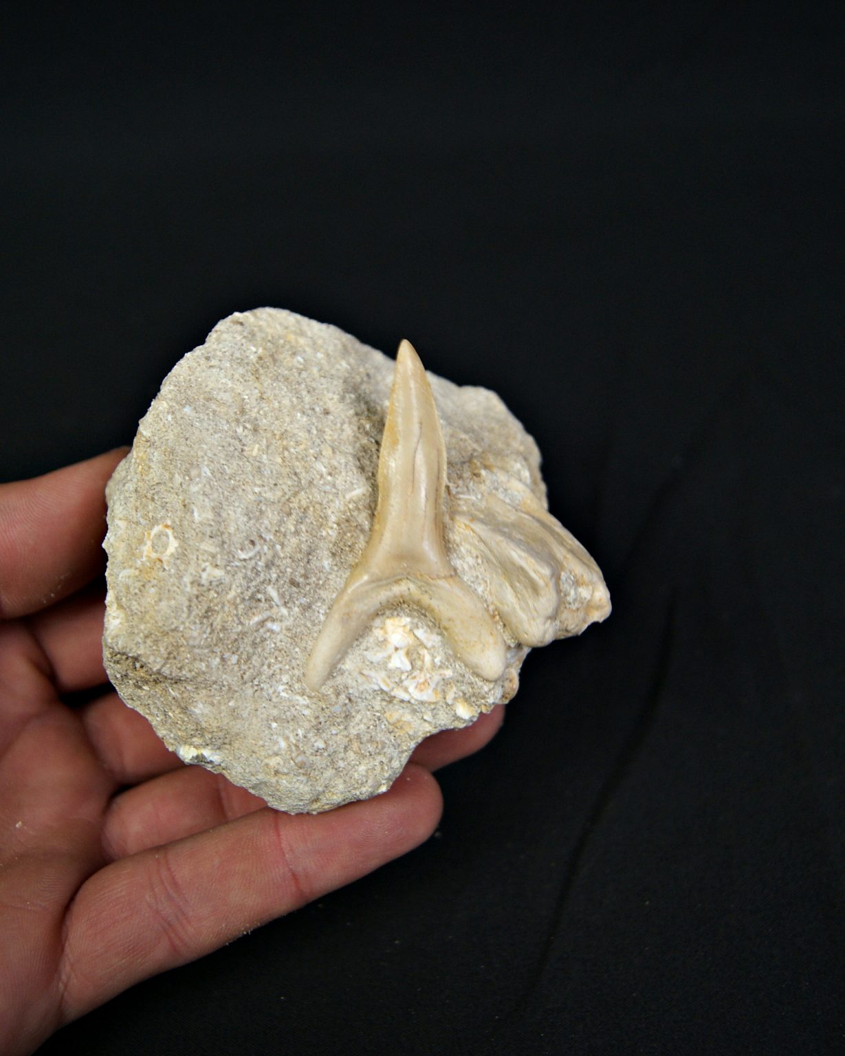 Scapanorhynchus rapax en matriz - Paleosaurio Fossil