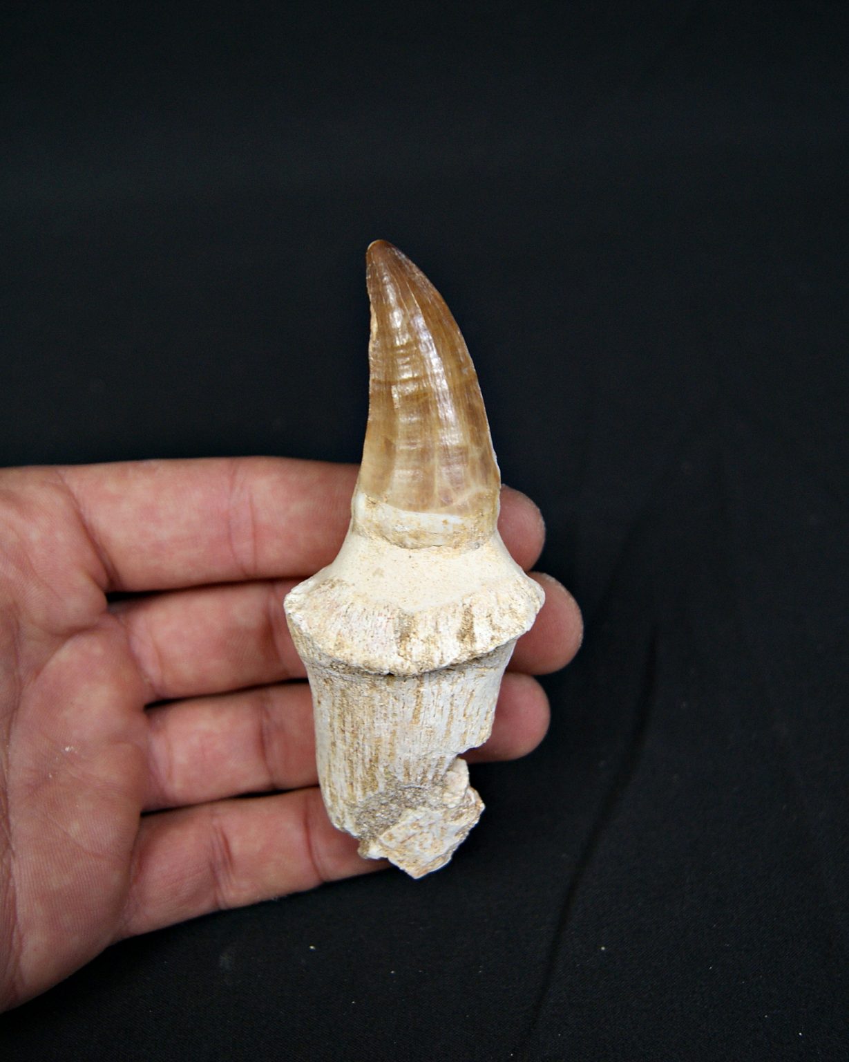 Mosasaurus hoffmanni - Paleosaurio Fossil