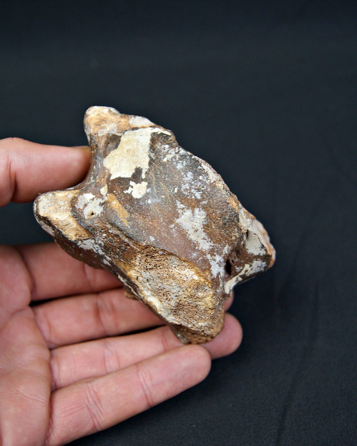 Astrágalo de Bison priscus - Paleosaurio Fossil