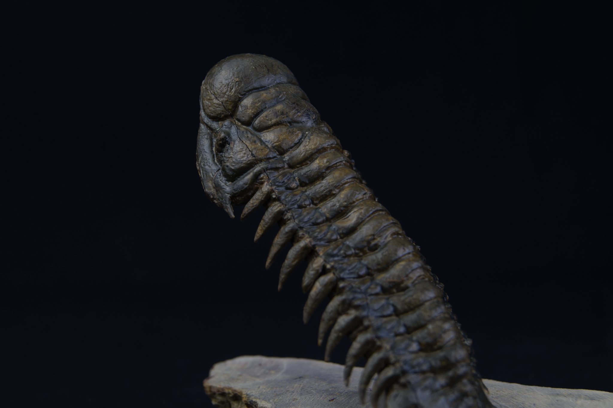 Crotalocephalus gibbus “en vuelo” - Paleosaurio Fossil