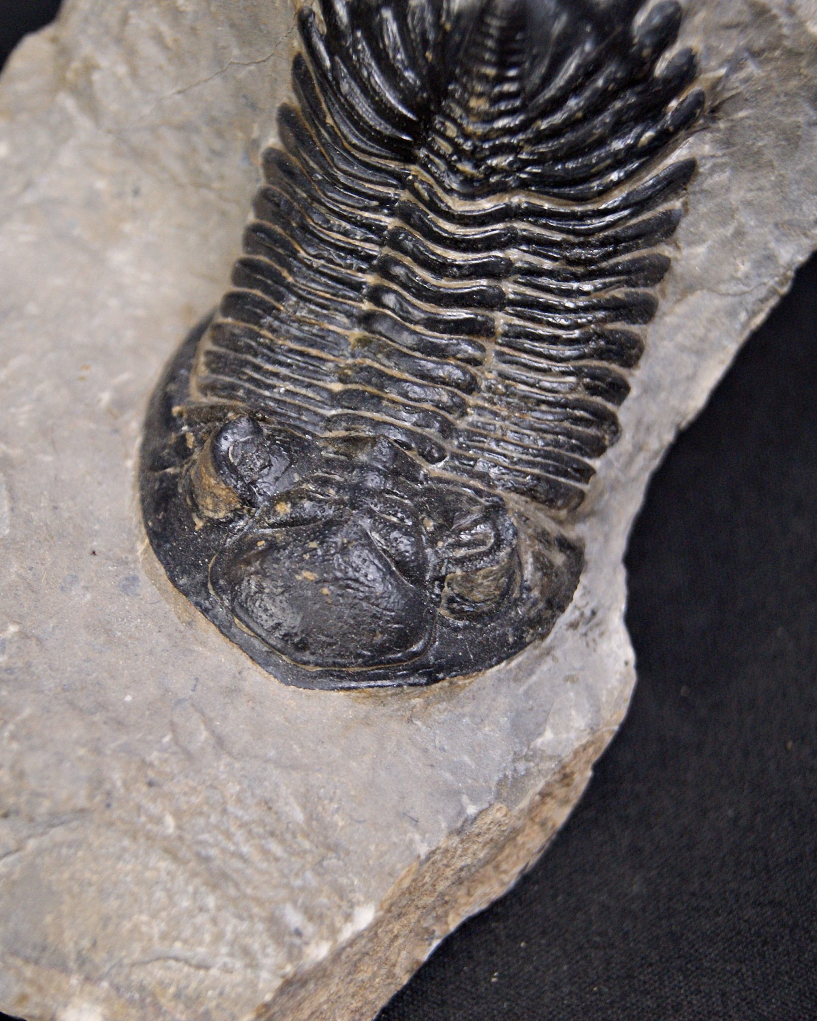 Trilobite Hollardops - Paleosaurio Fossil