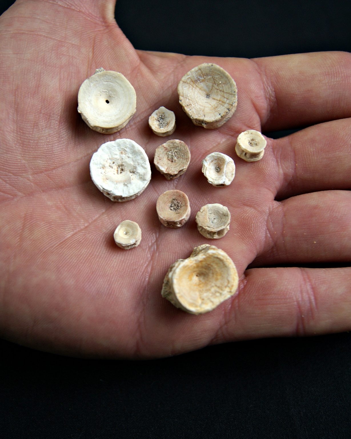 Colección de Vértebras de Tiburón - Paleosaurio Fossil