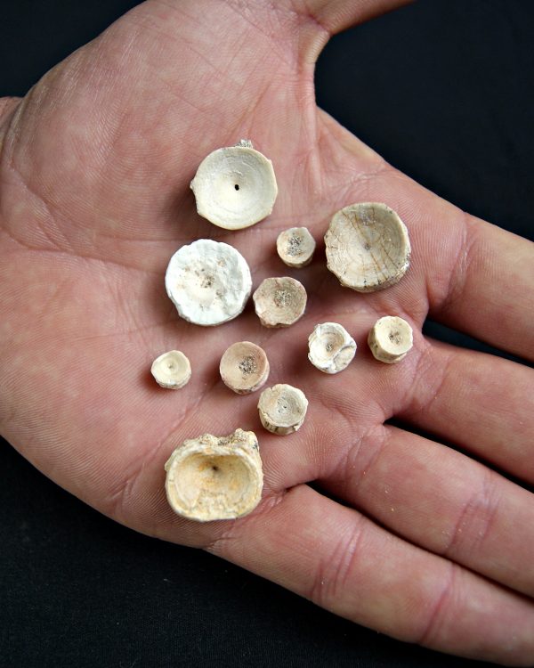 Colección de Vértebras de Tiburón - Paleosaurio Fossil