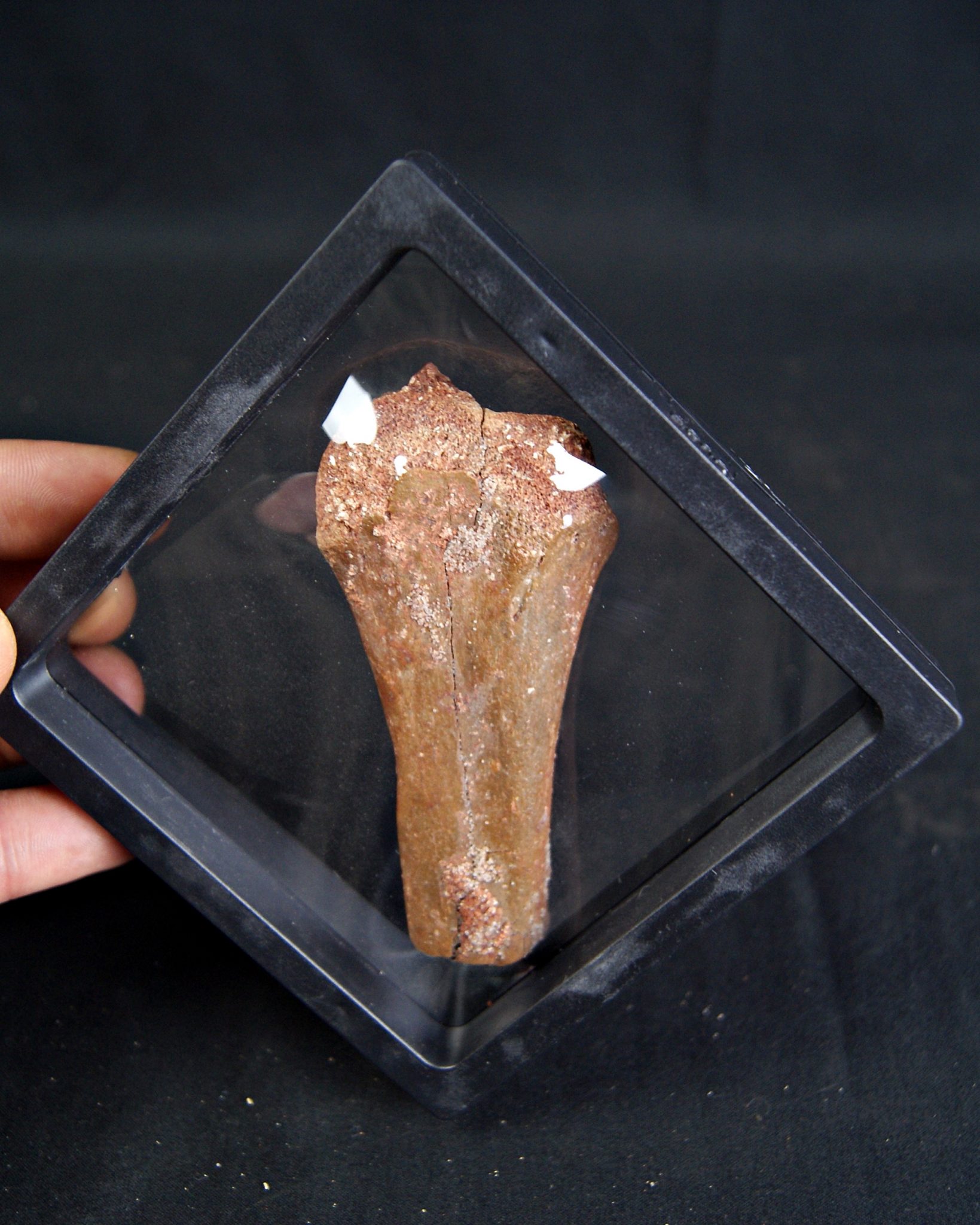 Metatarso de Dinosaurio Kem Kem - Paleosaurio Fossil